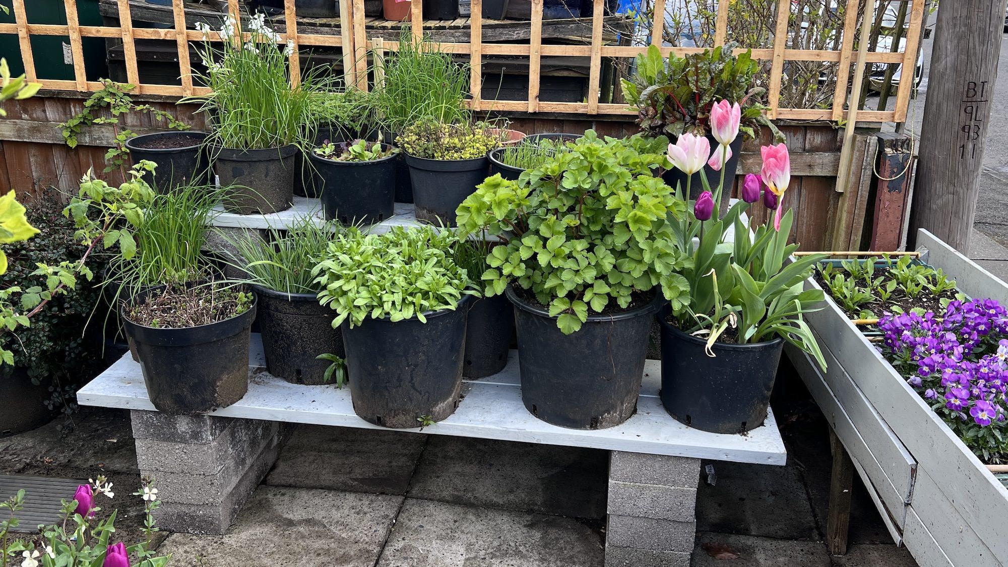 How to make a simple growing shelf to maximise growing space