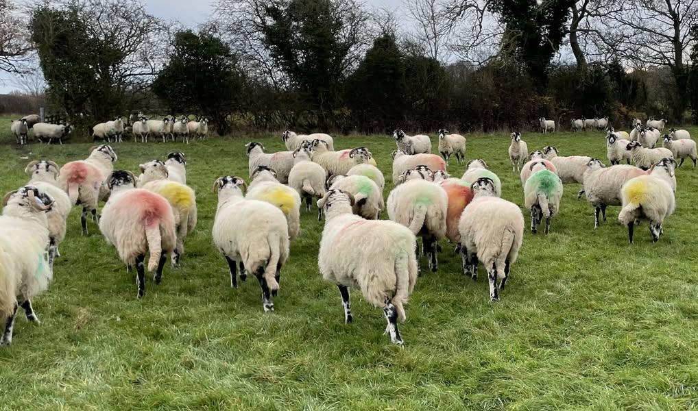 Graffiti sheep Yorkshire Treasures