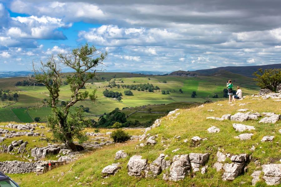 Hawthorn trees Yorkshire Treasures