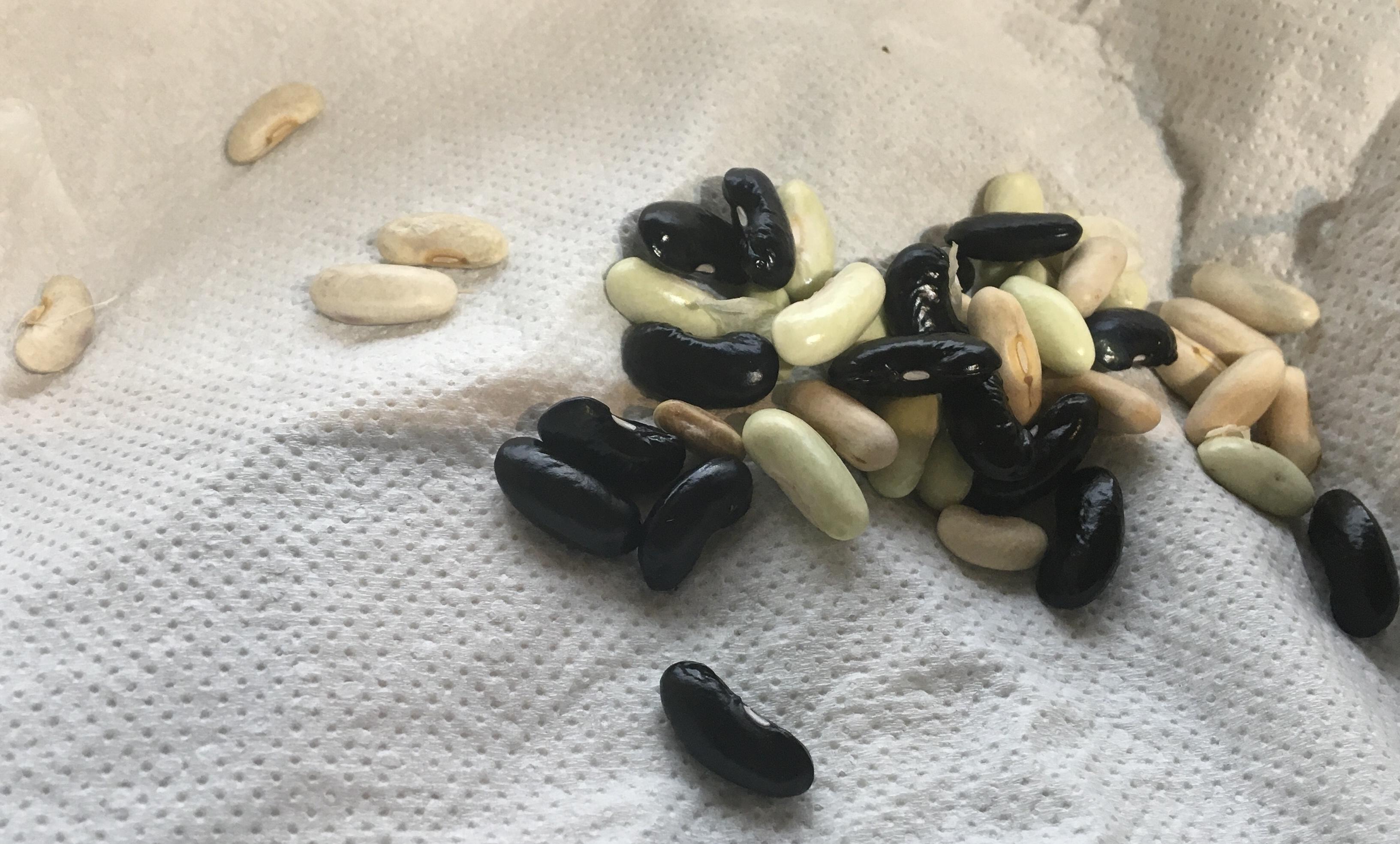 Promises - Baya Salmon-Hawk