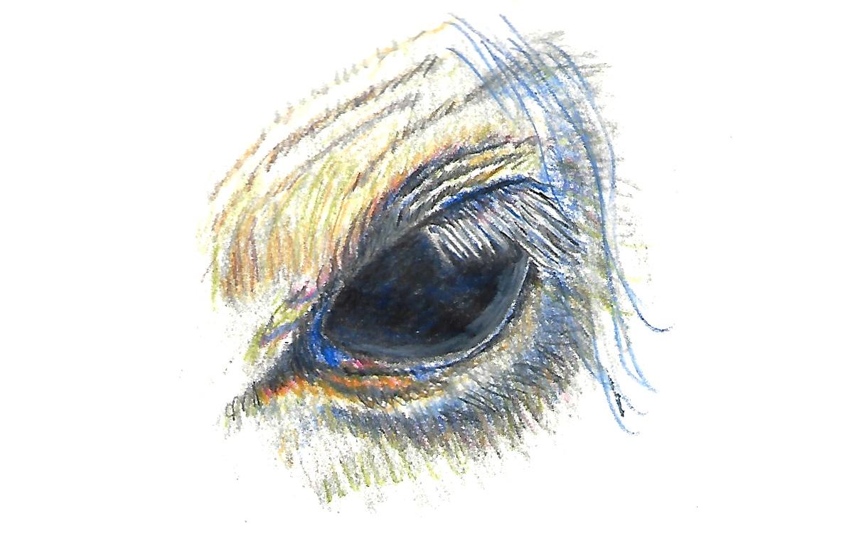 Unbridled & FreeHorse Arts - Unbridled LLC