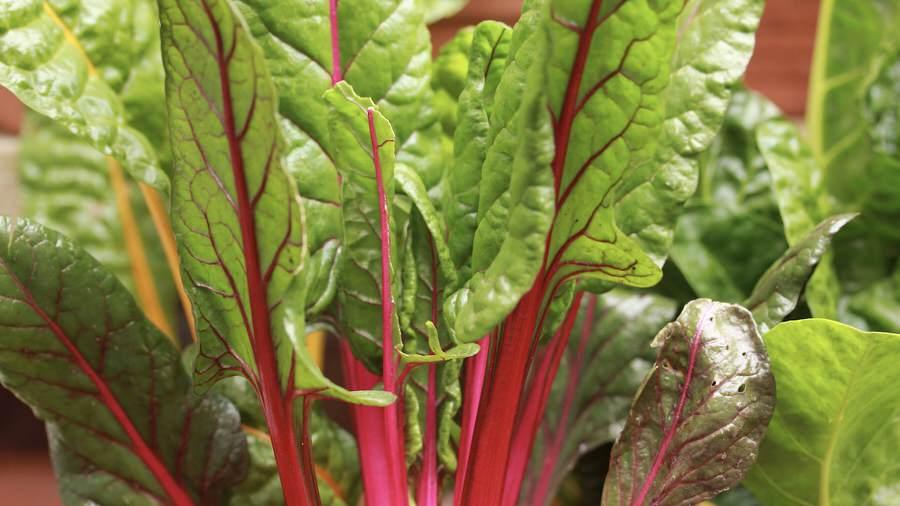 Blotches on your beetroot or chard?