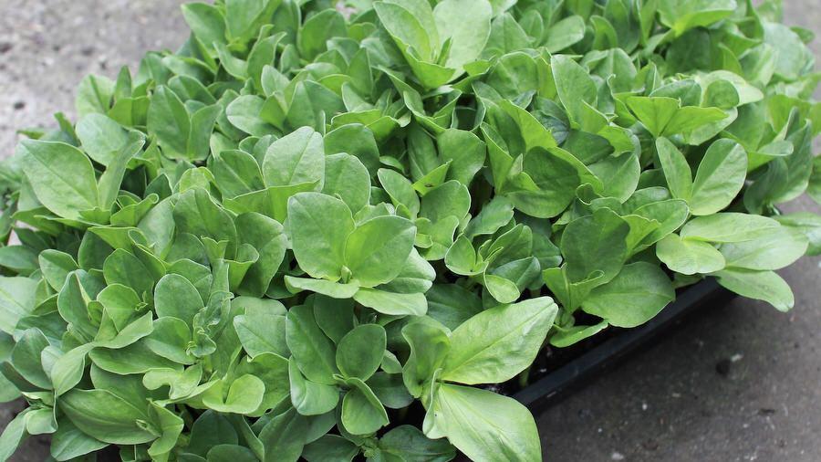 How to grow fava bean shoots