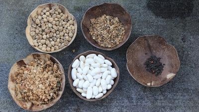 How Seed Quality Determines Vegetable Growth Success